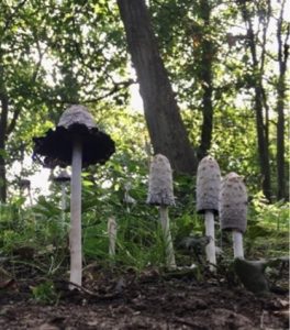 Shaggy-Ink-Cap-Fungi-in-Cyprus-Point-Woods | Fairhaven United Reformed ...